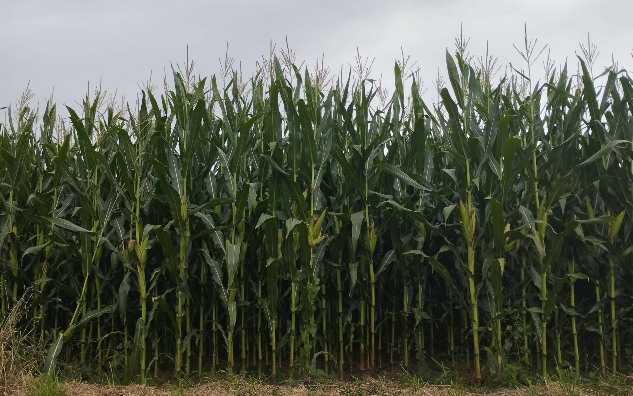 BTPL - Réchauffement climatique, système fourrager des bovins et ...